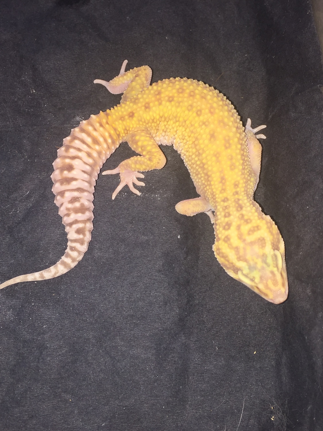 TSF Raptor Pos Het Murphy Patternless Leopard Gecko by Crystal Palace ...