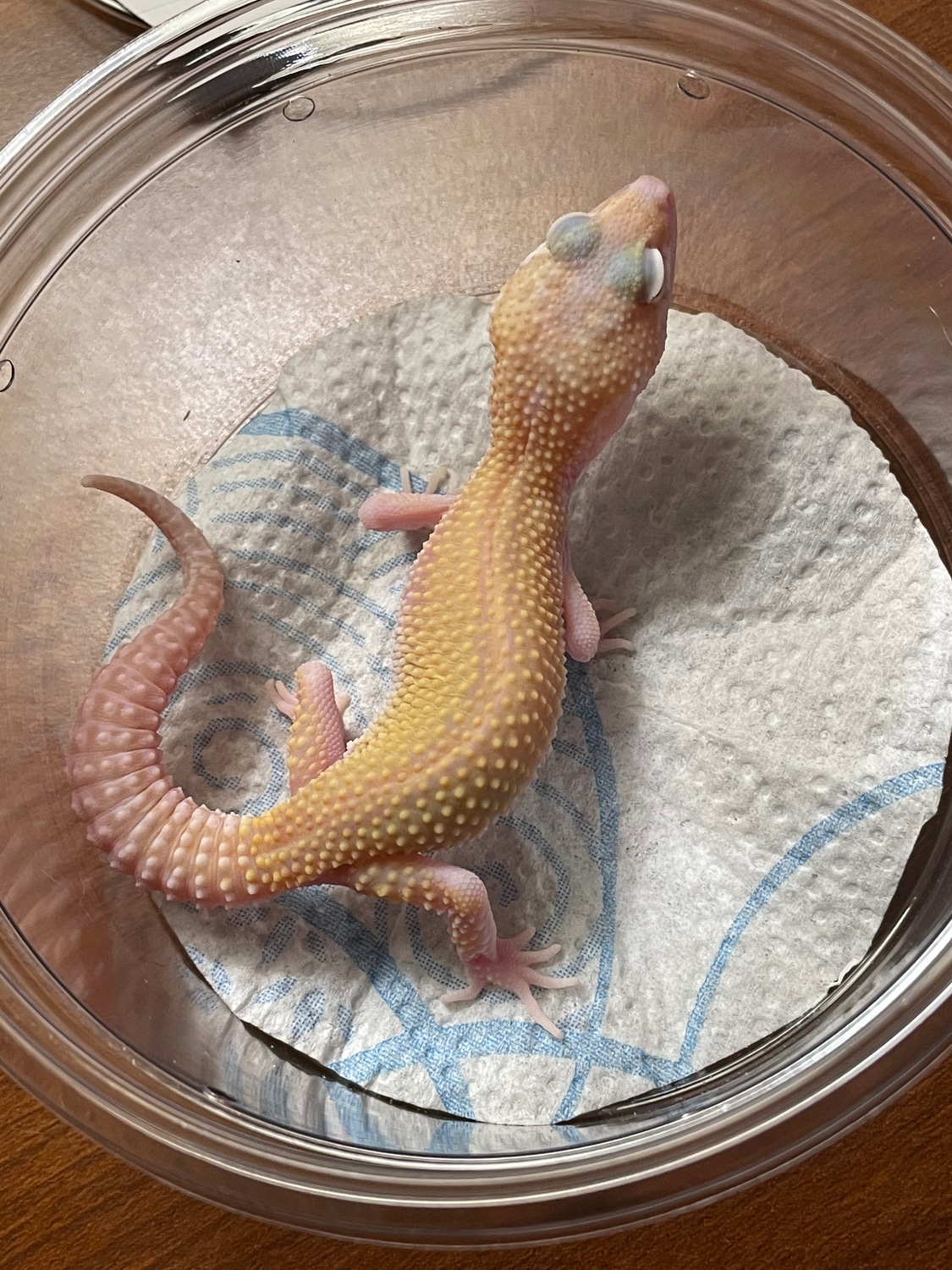 Mack Snow Raptor Leopard Gecko by Crystal Palace Exotics - MorphMarket