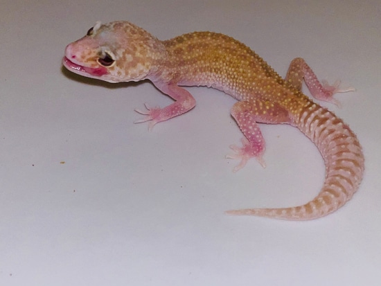 Pet Only Mack Snow Raptor Leopard Gecko by Crystal Palace Exotics