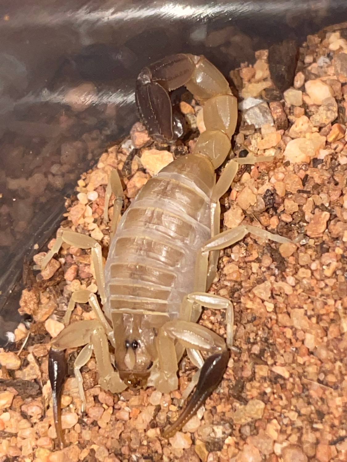 5i Fat Tail Androctonus Australis Hector Scorpion by Crystal Palace ...