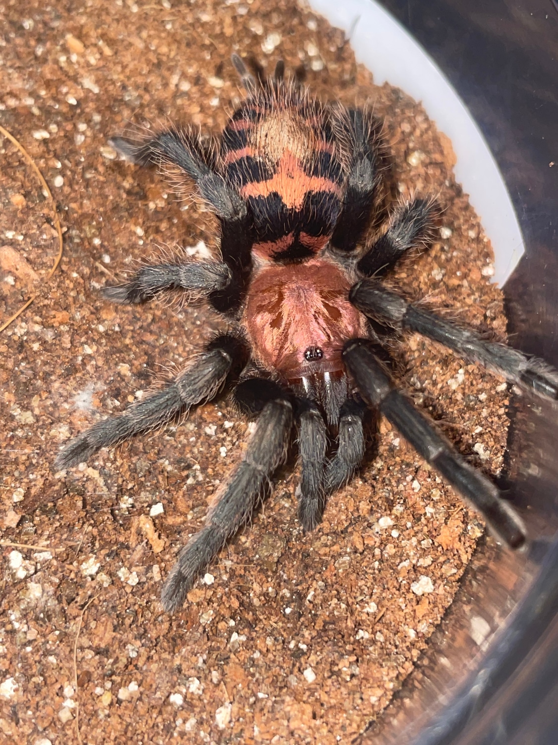 Adult Female Tiger Rump Davus Pentaloris Tarantula by Crystal Palace ...
