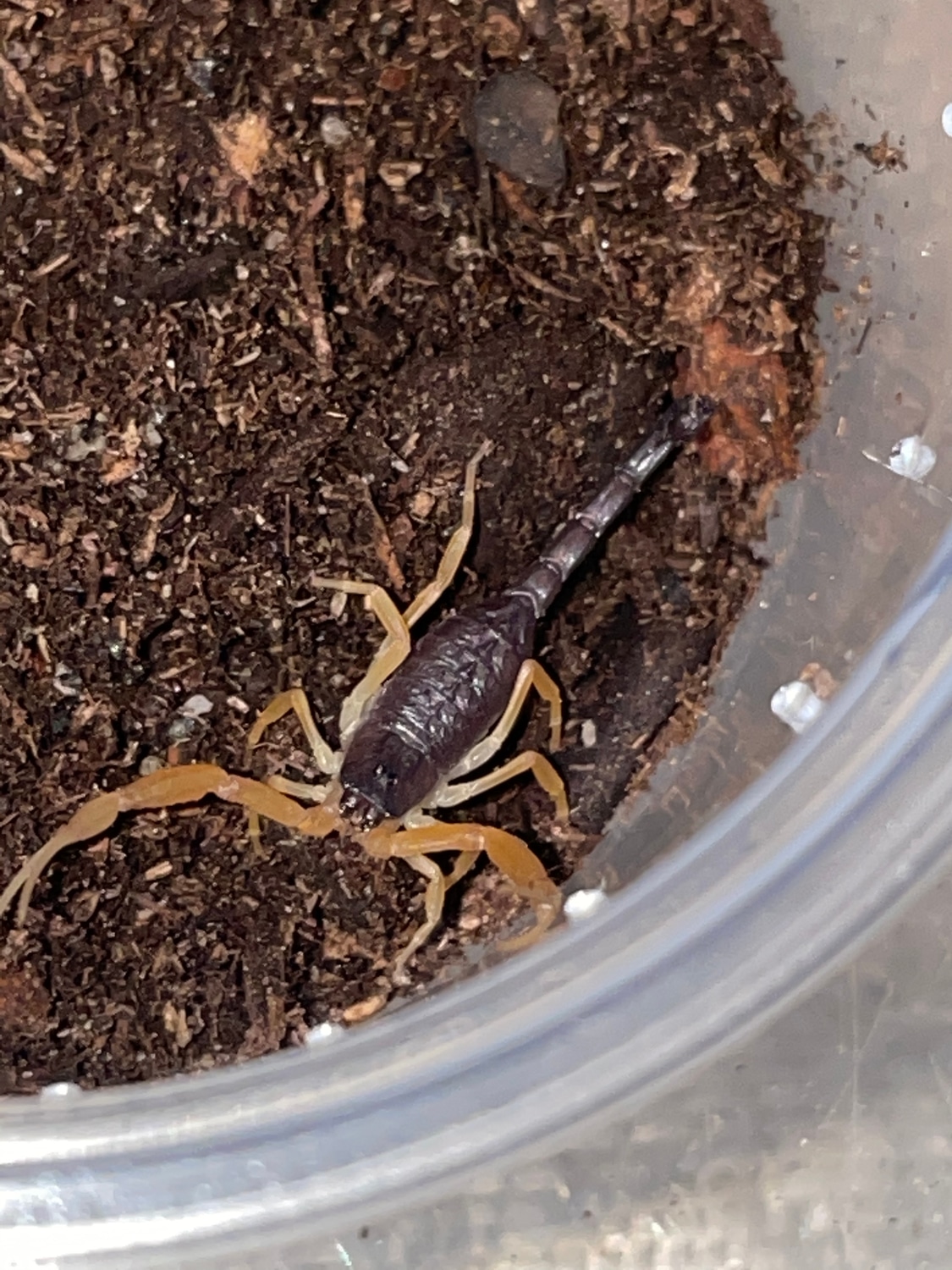 Hottentotta Franzwerneri 2i/3i Scorpion by Crystal Palace Exotics ...