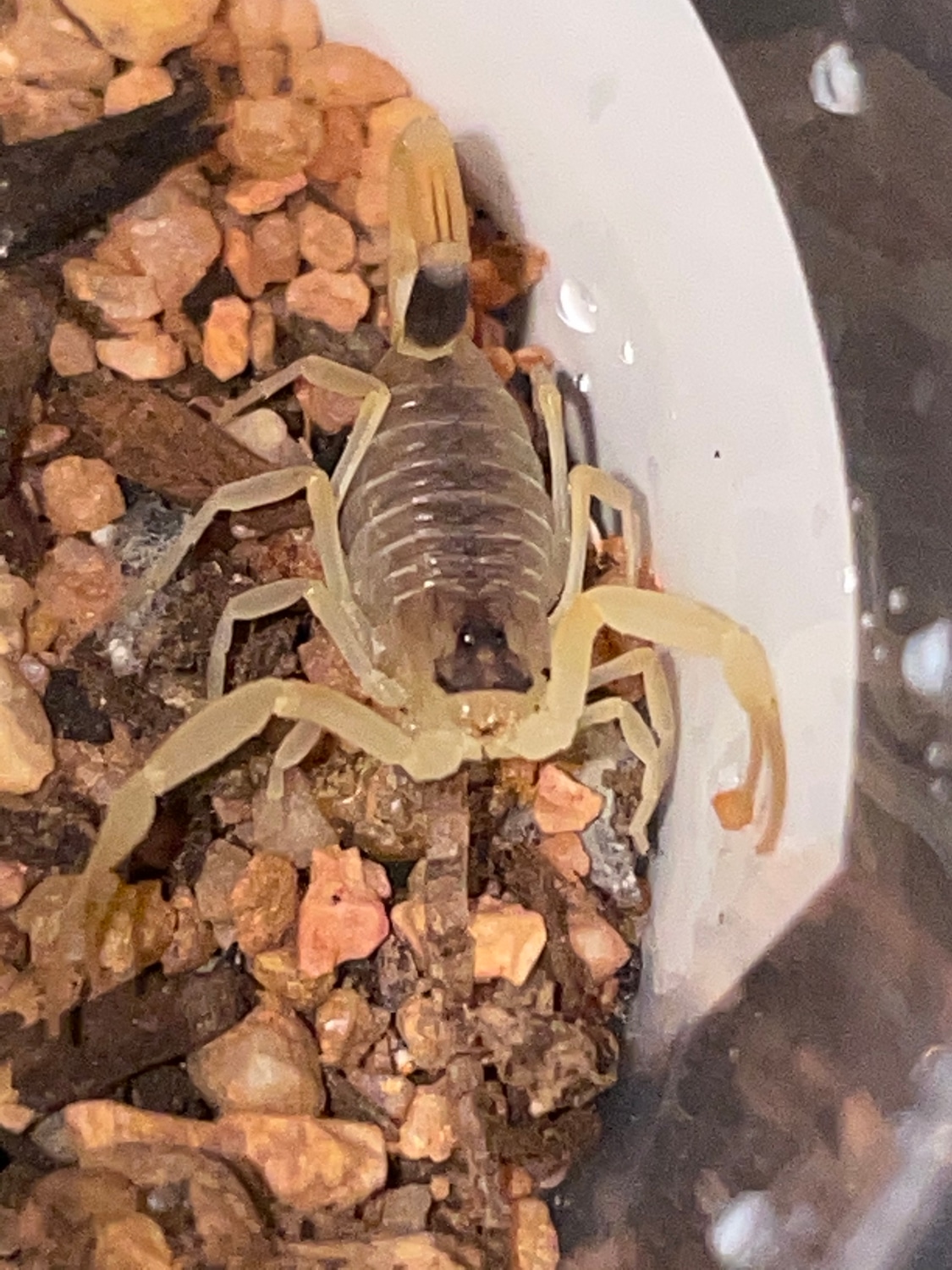 Deathstalker Leiurus Herberti Yellow 2i (Rare) Scorpion by Crystal ...
