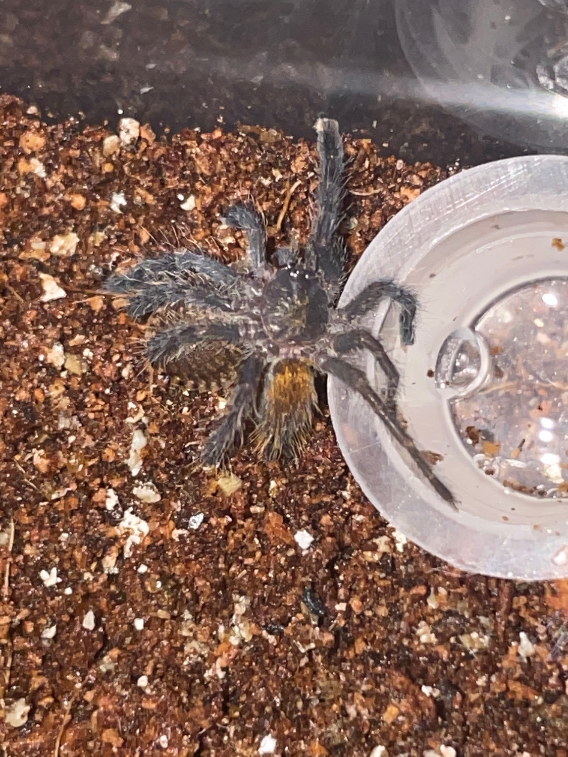 Orange Baboon OBT Pterinochilus Murinus 1/4in Tarantula by Crystal ...