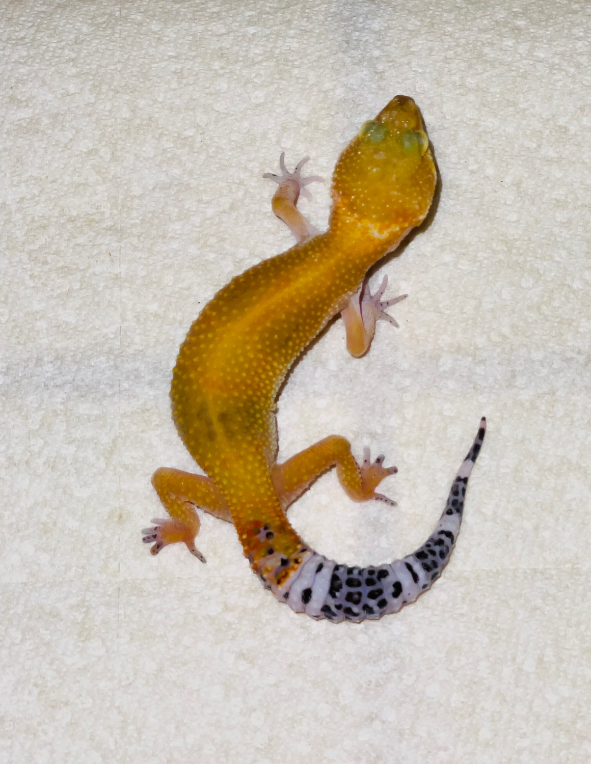 TSF SHTB (Clown G/GGG Sunglow X SHTCTB) Leopard Gecko by Crystal Palace ...