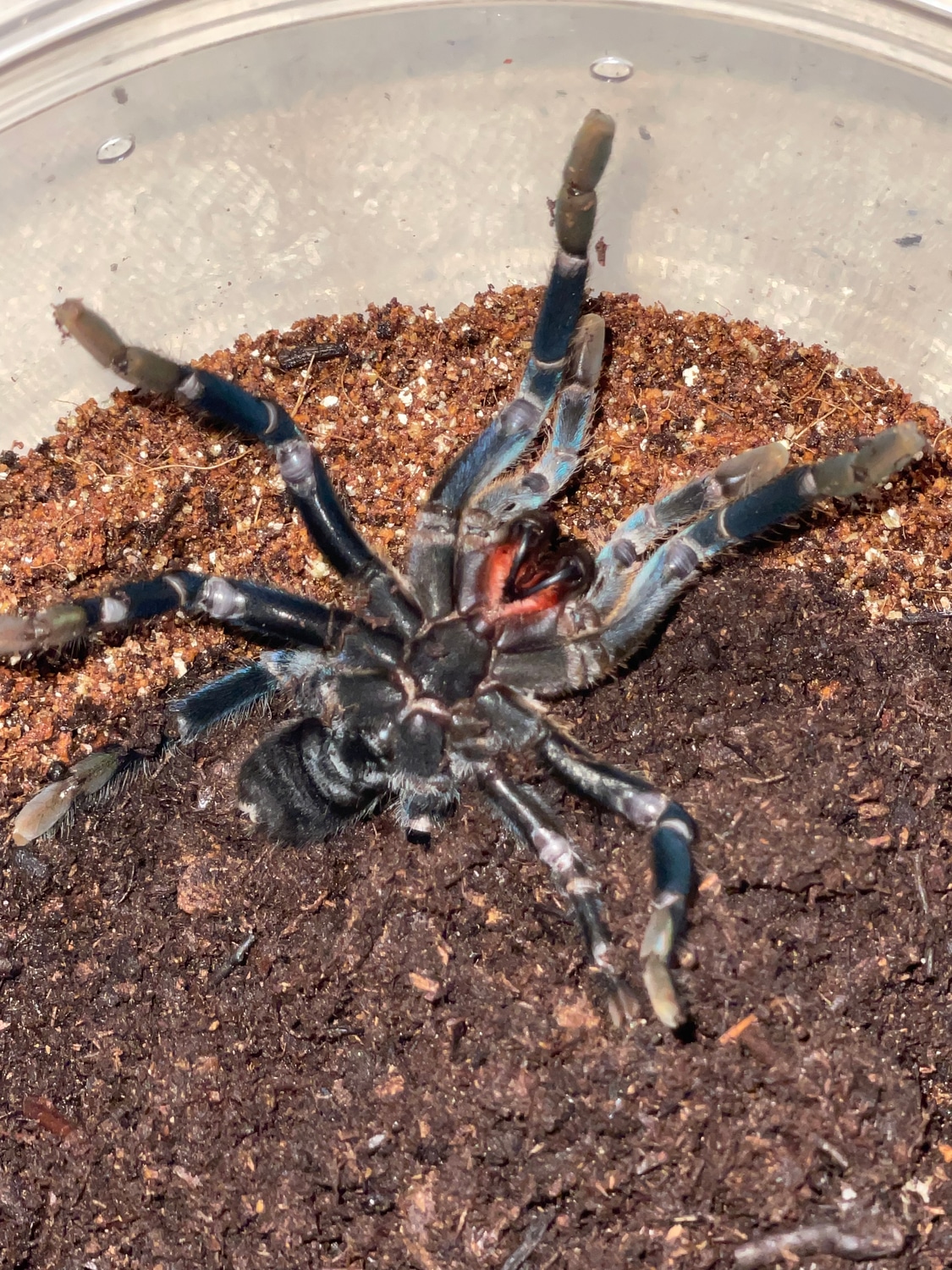 Adult Female Cobalt Blue Cyriopagopus Lividus Tarantula by Crystal ...