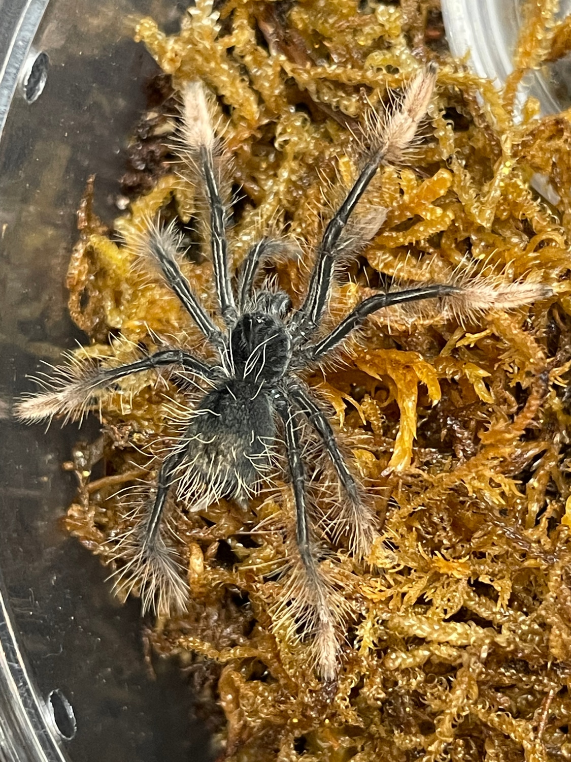 Goliath Pink Foot Birdeater Theraphosa Apophysis 1-1 1/2in Tarantula by ...