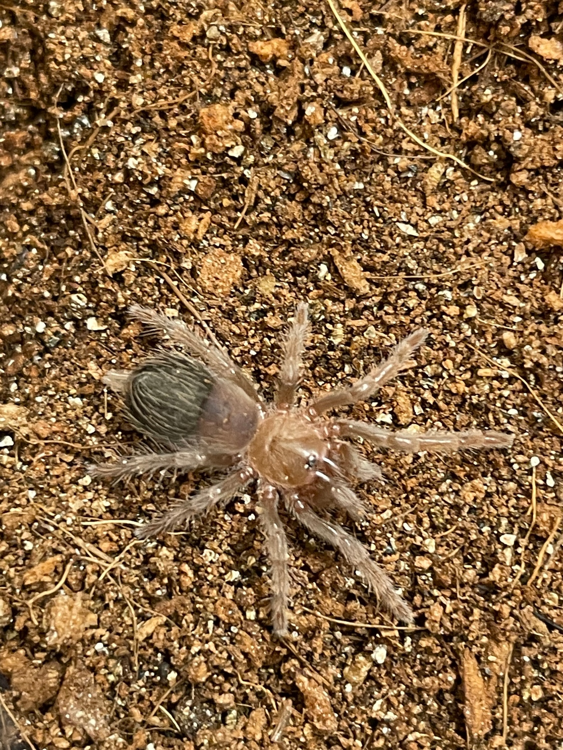 Mexican Black Velvet Tliltocatl Schroederi 3/4in Tarantula by Crystal ...