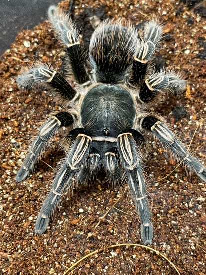 Adult Female Stripe Knee Aphonopelma Seemani Tarantula by Crystal ...