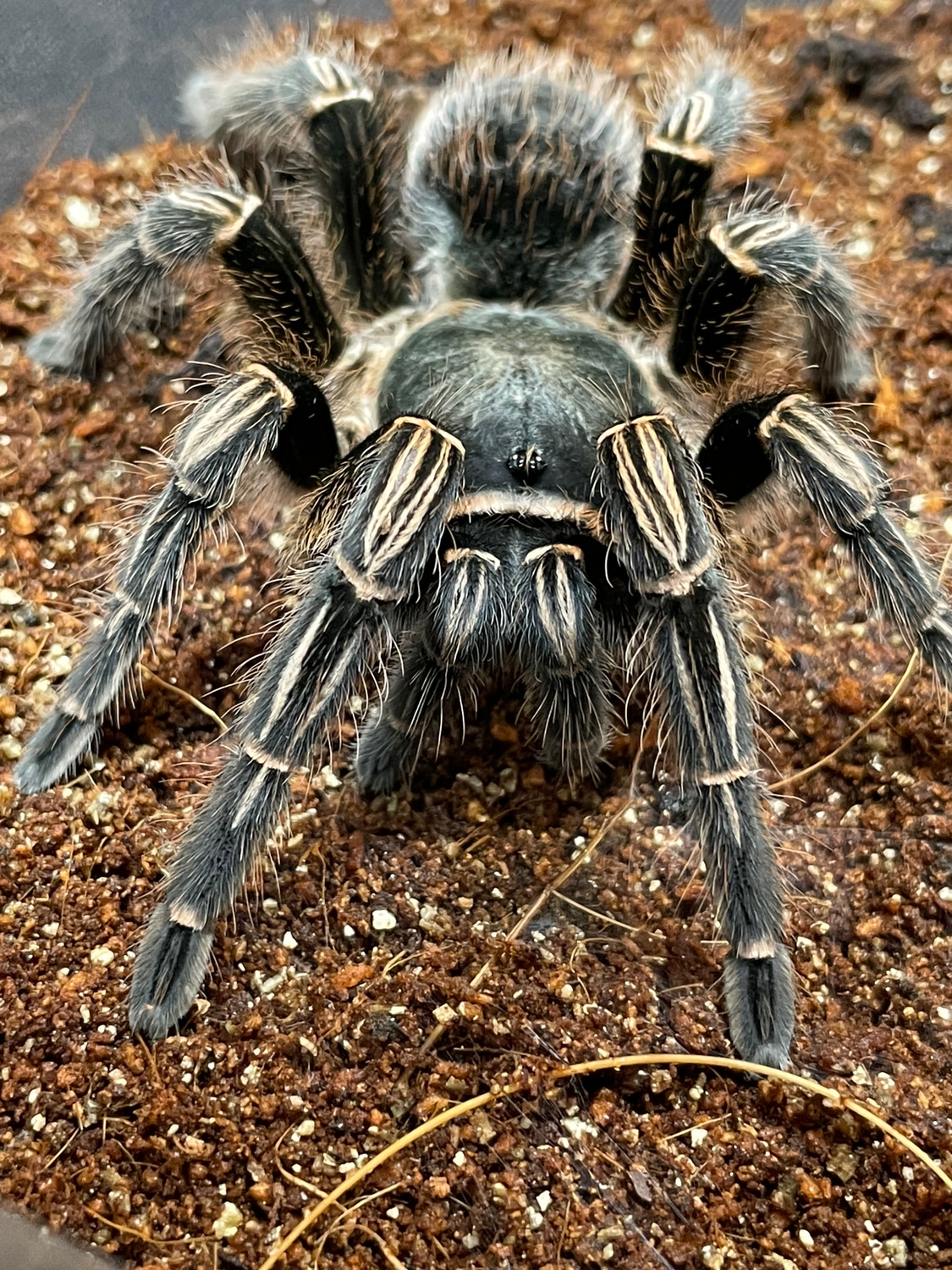 Adult Female Stripe Knee Aphonopelma Seemani Tarantula by Crystal ...