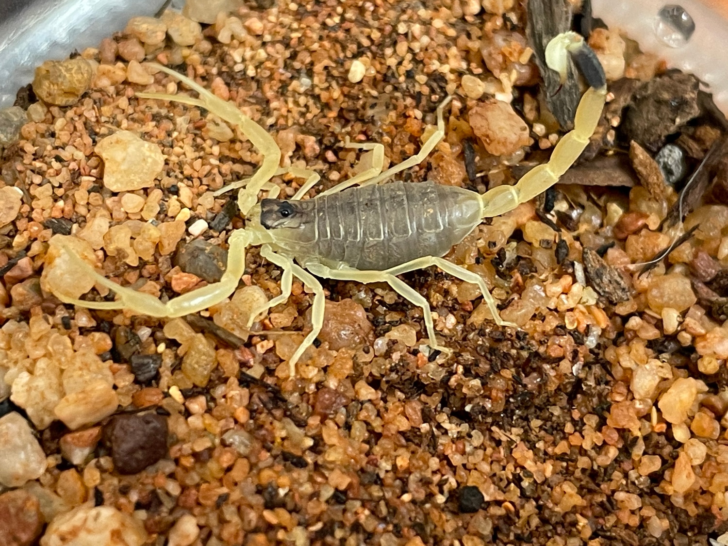 Deathstalker Leiurus Herberti Yellow 2i/3i (Rare!) Scorpion by Crystal ...