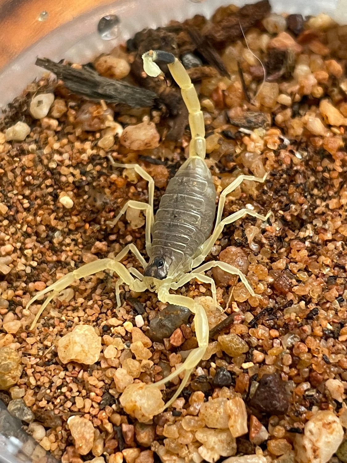 Deathstalker Leiurus Herberti Yellow 2i/3i (Rare!) Scorpion by Crystal ...