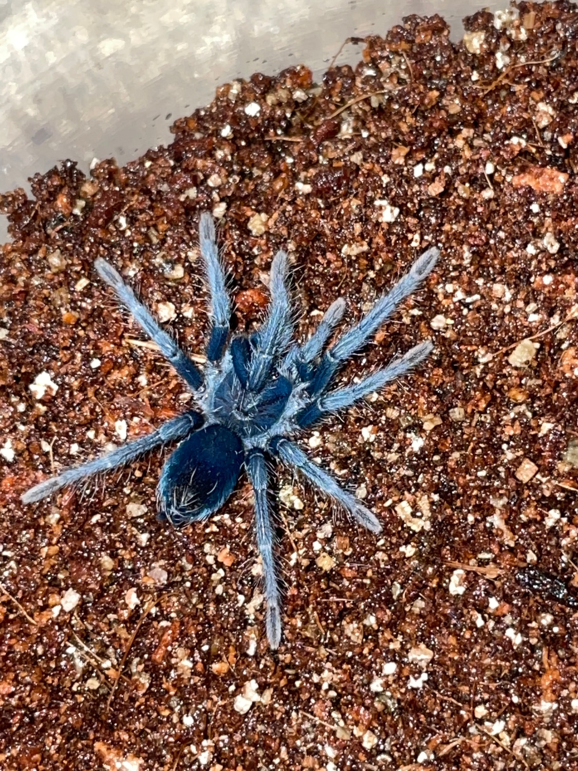 Dominican Purple Sling Phormictopus Sp Dominican Purple 1in Tarantula ...