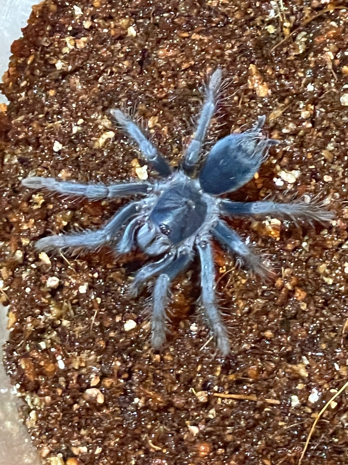 Dominican Purple Sling Phormictopus Sp Dominican Purple 1in Tarantula ...