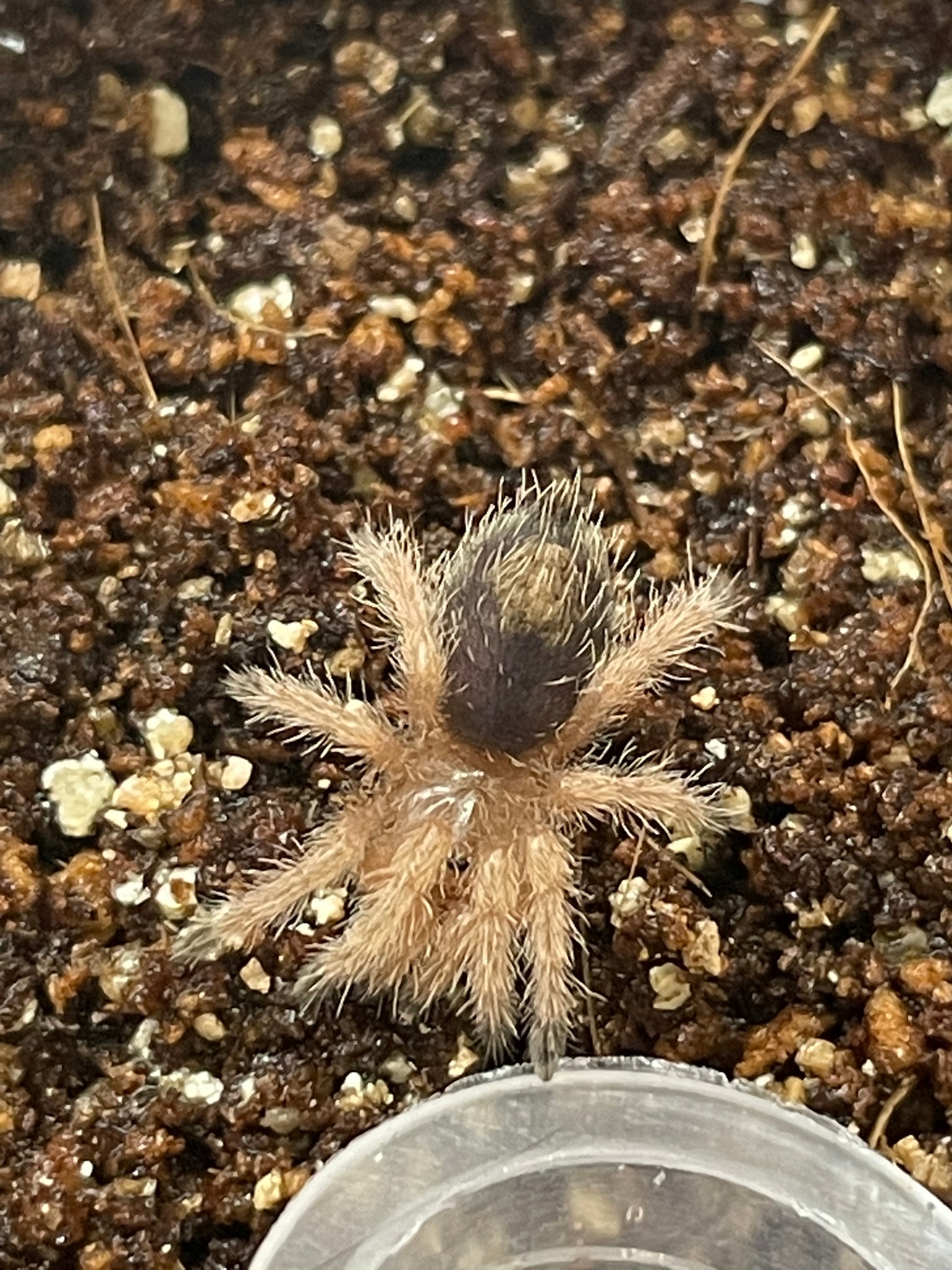 Peruvian Flame Rump Thrixopelma Ockerti 1/4in Tarantula by Crystal ...