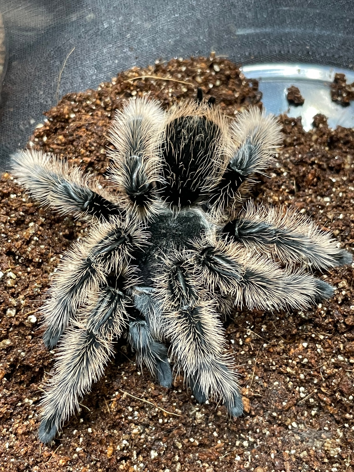 Female Honduran Curly Hair Tliltocatl Albopilosum 4-5in Tarantula by Crystal Palace Exotics ...