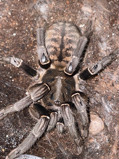 Thai Tiger Cyriopagopus Longipes Tarantula by Crystal Palace Exotics