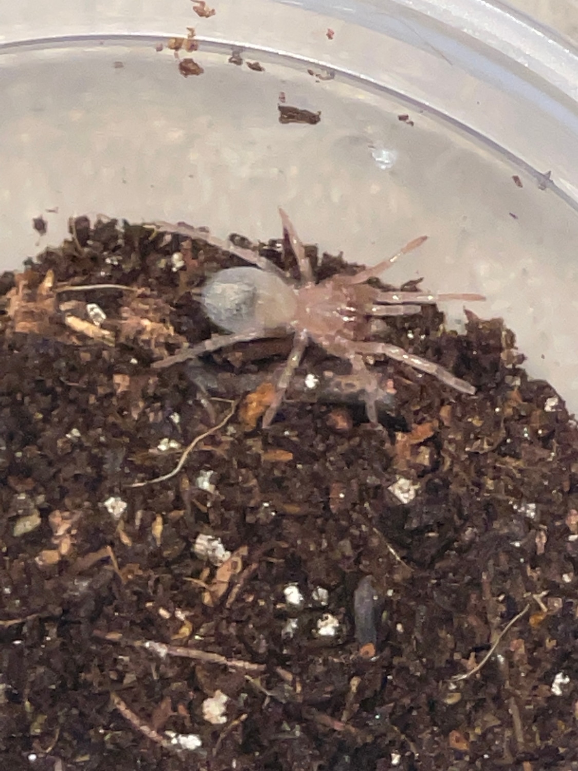 Colombian Blue Dwarf Pseudhapalopus Sp Blue 1/4in Tarantula by Crystal ...