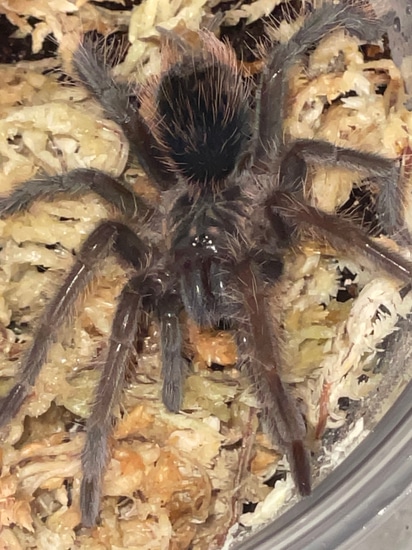 Amazon Blue Bloom Xenesthis Intermedia Tarantula by Crystal Palace Exotics