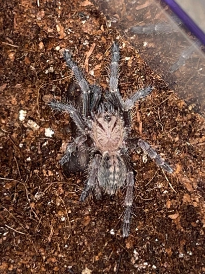 Bach Ma Earth Tiger Cyriopagopus Sp Ma 3 4in Tarantula By Crystal