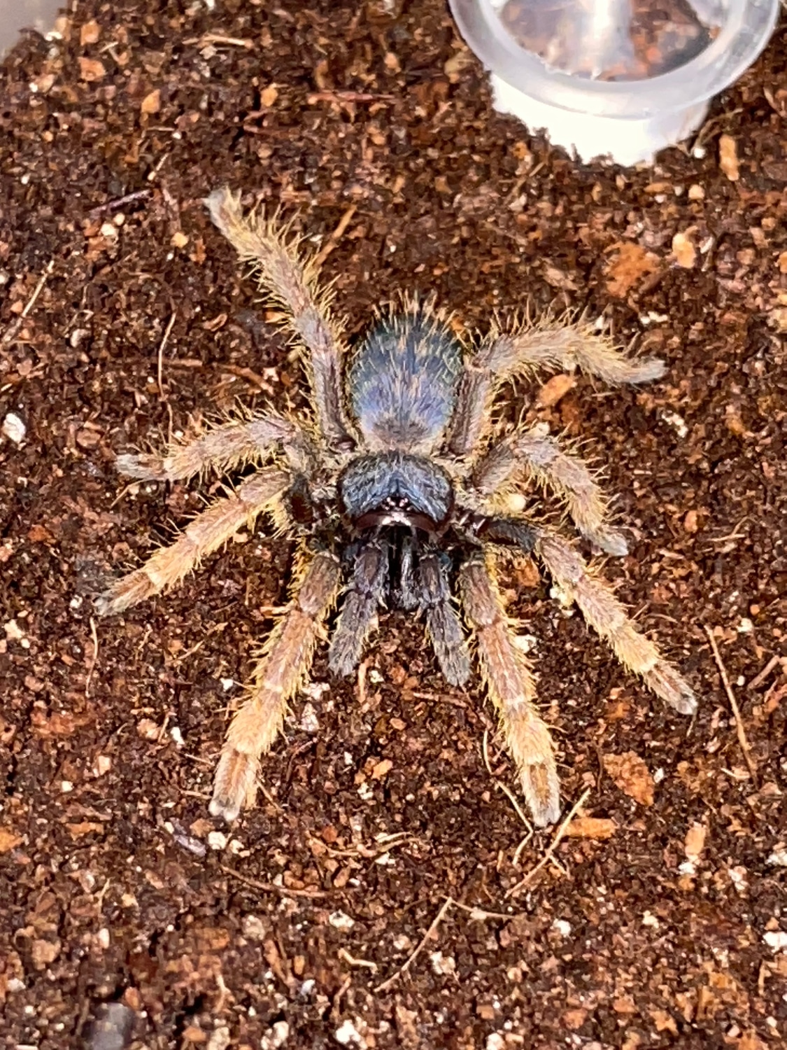 Vietnam Silver Cyriopagopus Sp Vietnam Silver Tarantula by Crystal ...