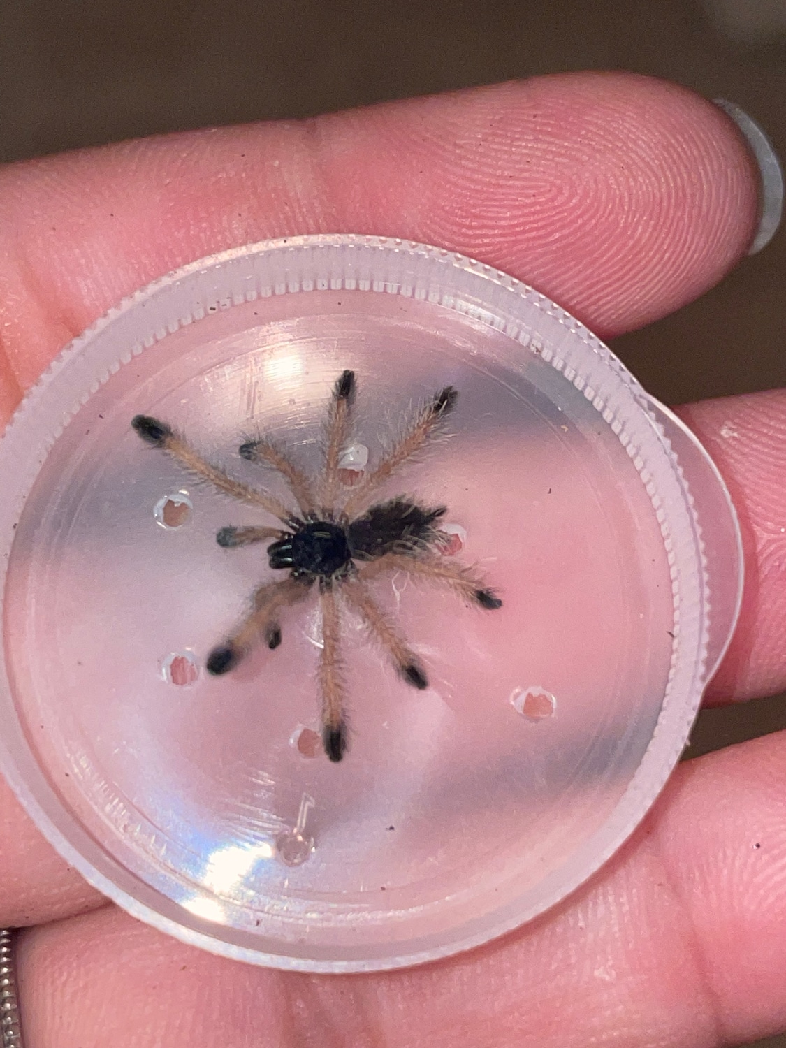 Peru Purple Pink Toe Avicularia Juruensis Sp Peru Purple 1/2in ...