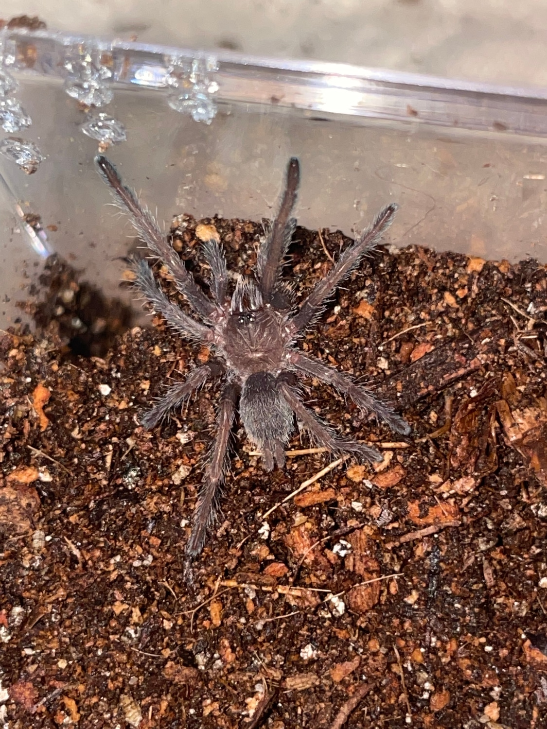 Asian Fawn Chilobrachys Huanini 3/4in Tarantula by Crystal Palace ...