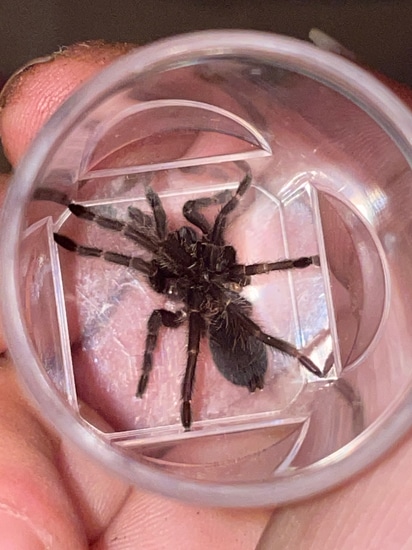 Sumatran Stout Legged Tarantula Lyrognathus Giannipasatoi 1in by ...