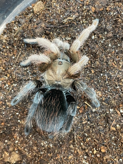 Female Desert Diamondback Aphonopelma Sp Diamondback Tarantula by Crystal Palace Exotics