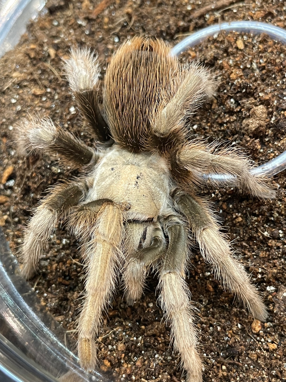 Adult Arizona Blonde Aphonopelma Chalcodes Tarantula by Crystal Palace ...