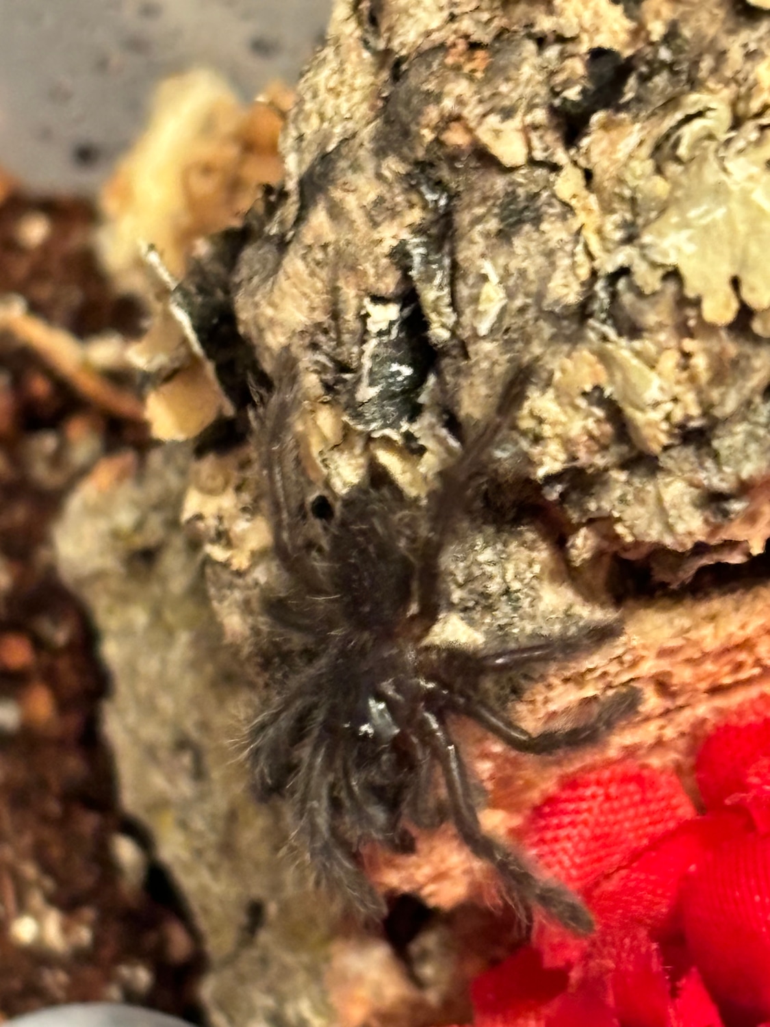 1” Bamboo Spider Taksinus Bambus Tarantula by Crystal Palace Exotics ...