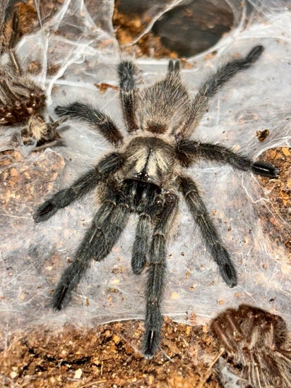 Socotra Island Blue Baboon Monocentropus Balfouri 1 5 Tarantula By