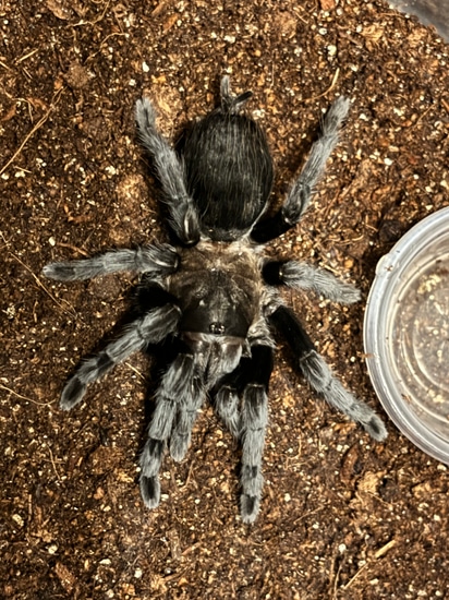 Adult Female Mexican Black Velvet Tliltocatl Schroederi 3-4 Tarantula ...