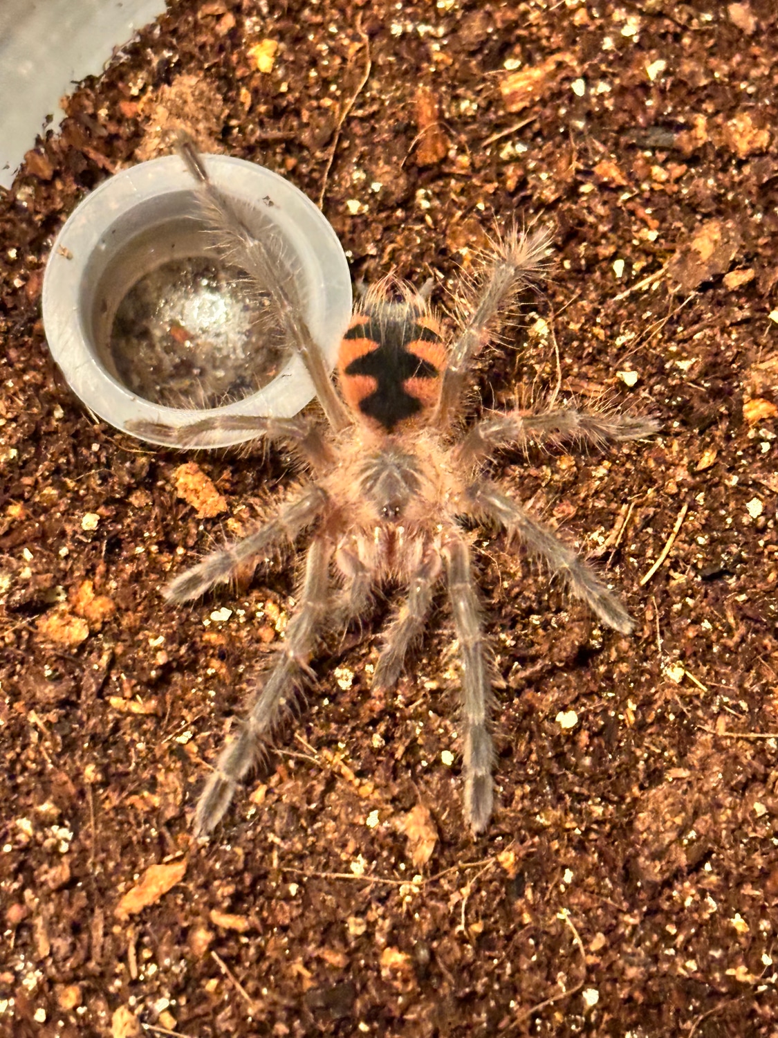Brazilian Pink Bloom Pamphobeteus Platyomma 1 Tarantula by Crystal ...