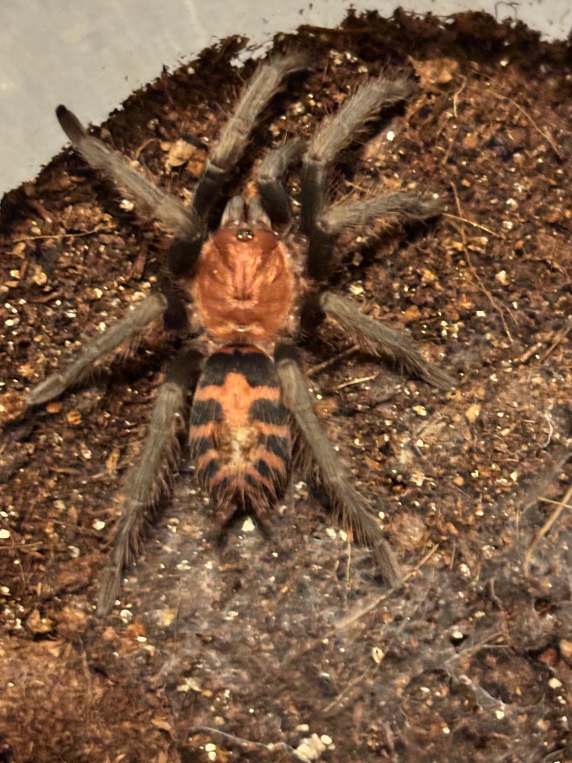 Guatemalan Tiger Rump Davus Pentaloris 2 Tarantula by Crystal Palace ...
