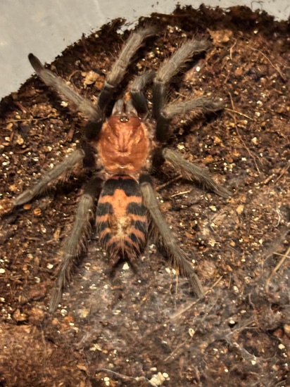 Guatemalan Tiger Rump Davus Pentaloris Female 3.5” Tarantula by Crystal ...