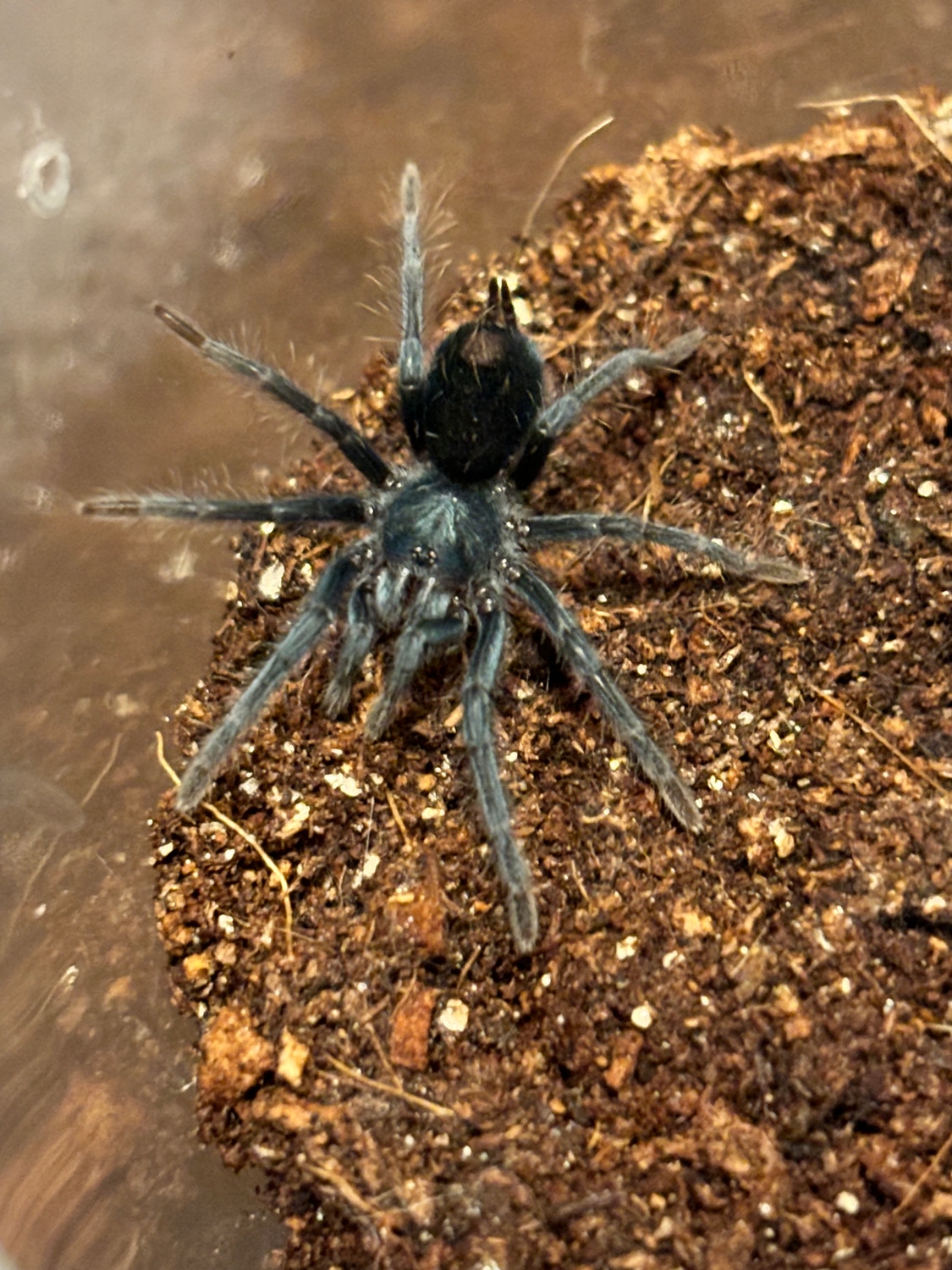 Phormictopus Sp Full Green 3/4 Tarantula by Crystal Palace Exotics ...