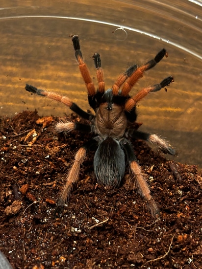 Mexican Blood Leg Aphonopelma Bicoloratum 1-1.75” Tarantula by Crystal ...