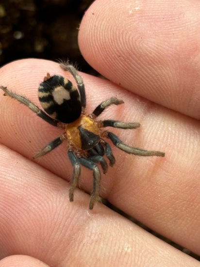 Trinidad Dwarf Tiger Rump Cyriocosmus Elegant 0.25” Tarantula by ...