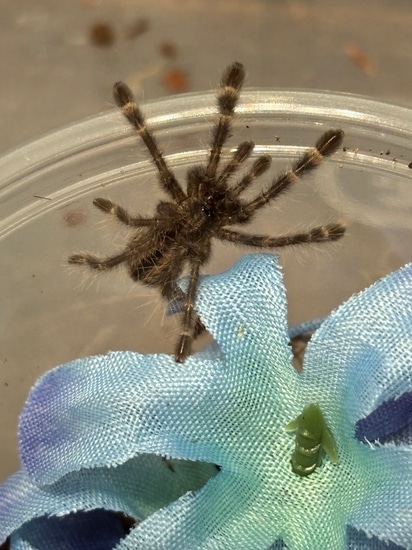 Indian Ornamental Poecilotheria Regalis 1 Tarantula By Crystal Palace