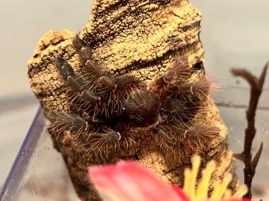 Emerald Shadow Tree Spider Omothymus Sp Valhalla 2” Tarantula by ...