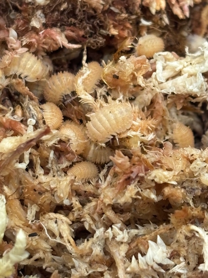 10ct Cristarmadillidium Muricatum Pineapples Spiky Isopod by Crystal ...