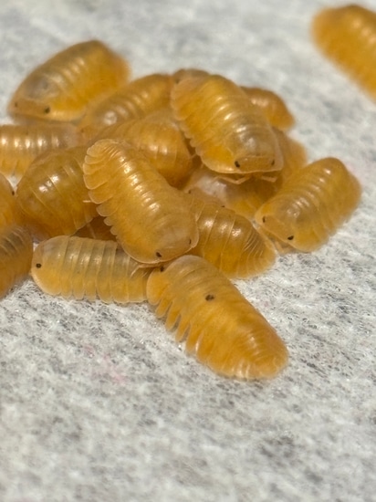 10ct Cubaris Sp Orange Freezy Isopod by Crystal Palace Exotics