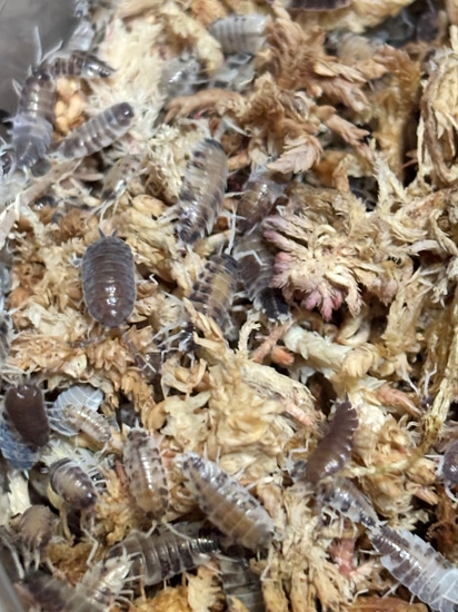 25ct Porcellionides Pruinosus “Oreo Crumbles” Isopod by Crystal Palace ...
