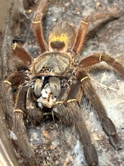 Adult Female Emerald Skeleton Ephebopus Uatuman Tarantula by Crystal ...
