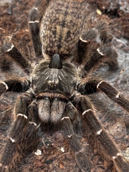 Adult Female Rear Horn Tarantula Ceratogyrus Darlingi by Crystal Palace ...