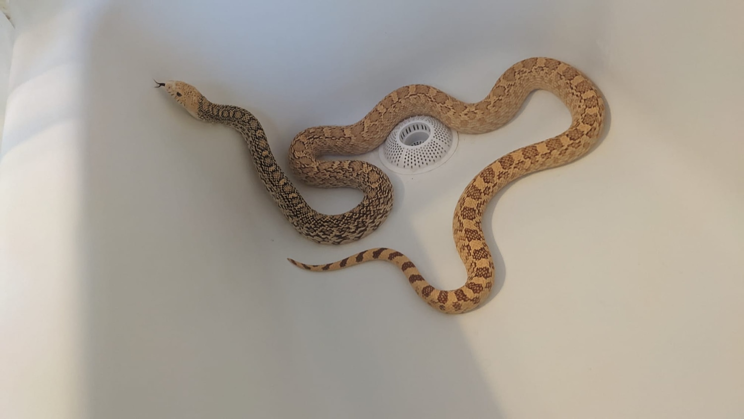 2017 Adult Male Hypo Stillwater ---proven Breeder Bullsnake by 7 Snakes ...