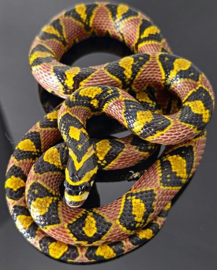 2020 High Red Sichuan Mandarins Male & Female Mandarin Rat Snake by Amaru Serpents