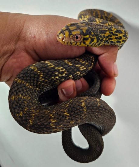 2021 Male Chinese King Rat Snake $475 Other Rat Snake by Amaru Serpents
