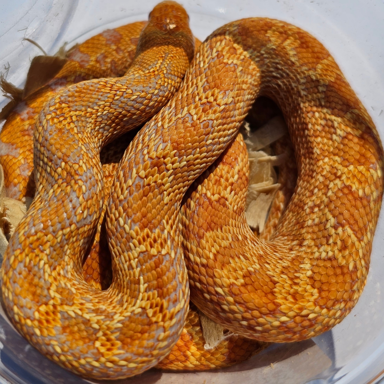 2022 Female Red Albino Bullsnake by Amaru Serpents - MorphMarket